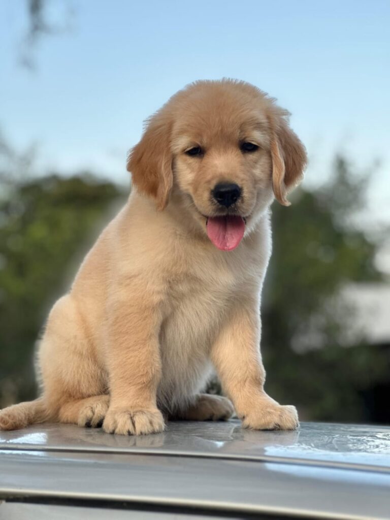 Professional Dog Breeders | Dogs for Sale | Buy Dog Online